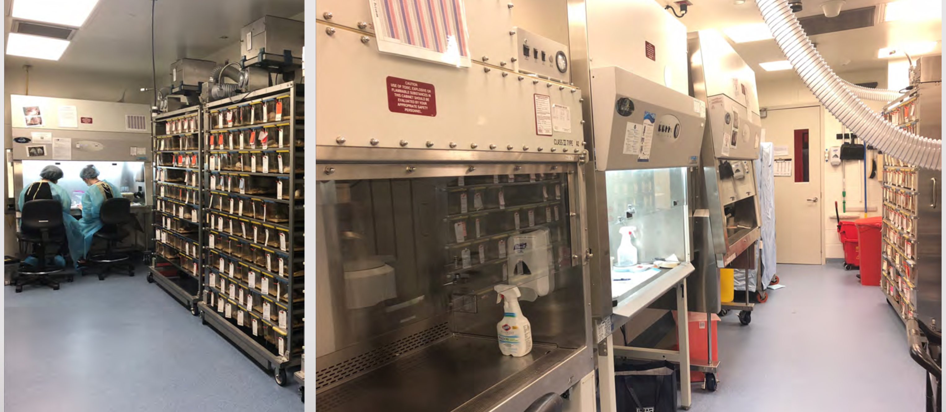 Rodent Facilities of the Future: Larger or Smaller? - Tradeline, Inc.