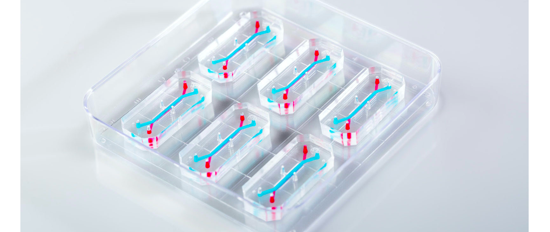 FDA Modernization Act 2.0 Allows Alternatives to Animal Testing for ...